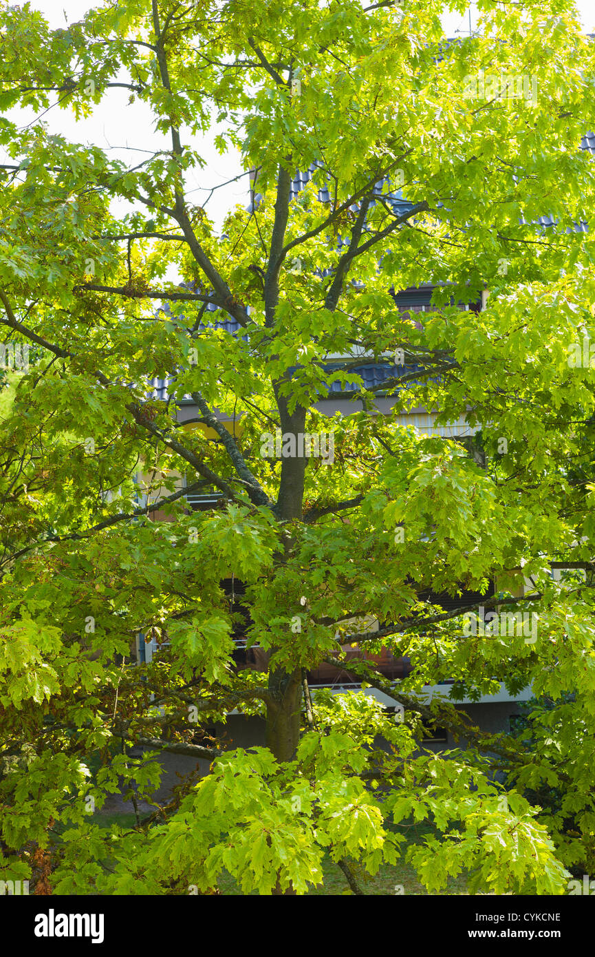 Northern red oak tree with summer foliage Stock Photo - Alamy
