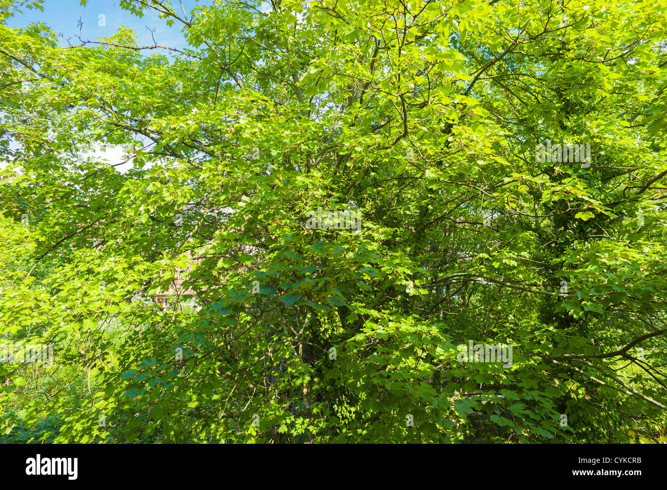 Maple tree with summer foliage Stock Photo - Alamy