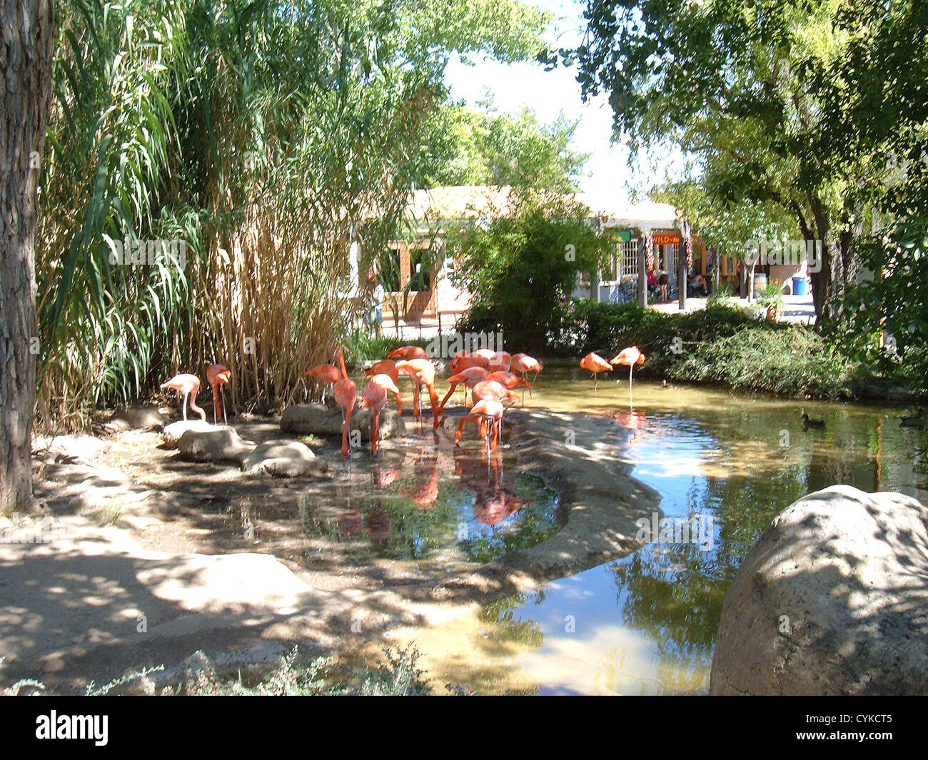Flamingos at the Rio Grande Zoo in Albuquerque, New Mexico Stock Photo ...