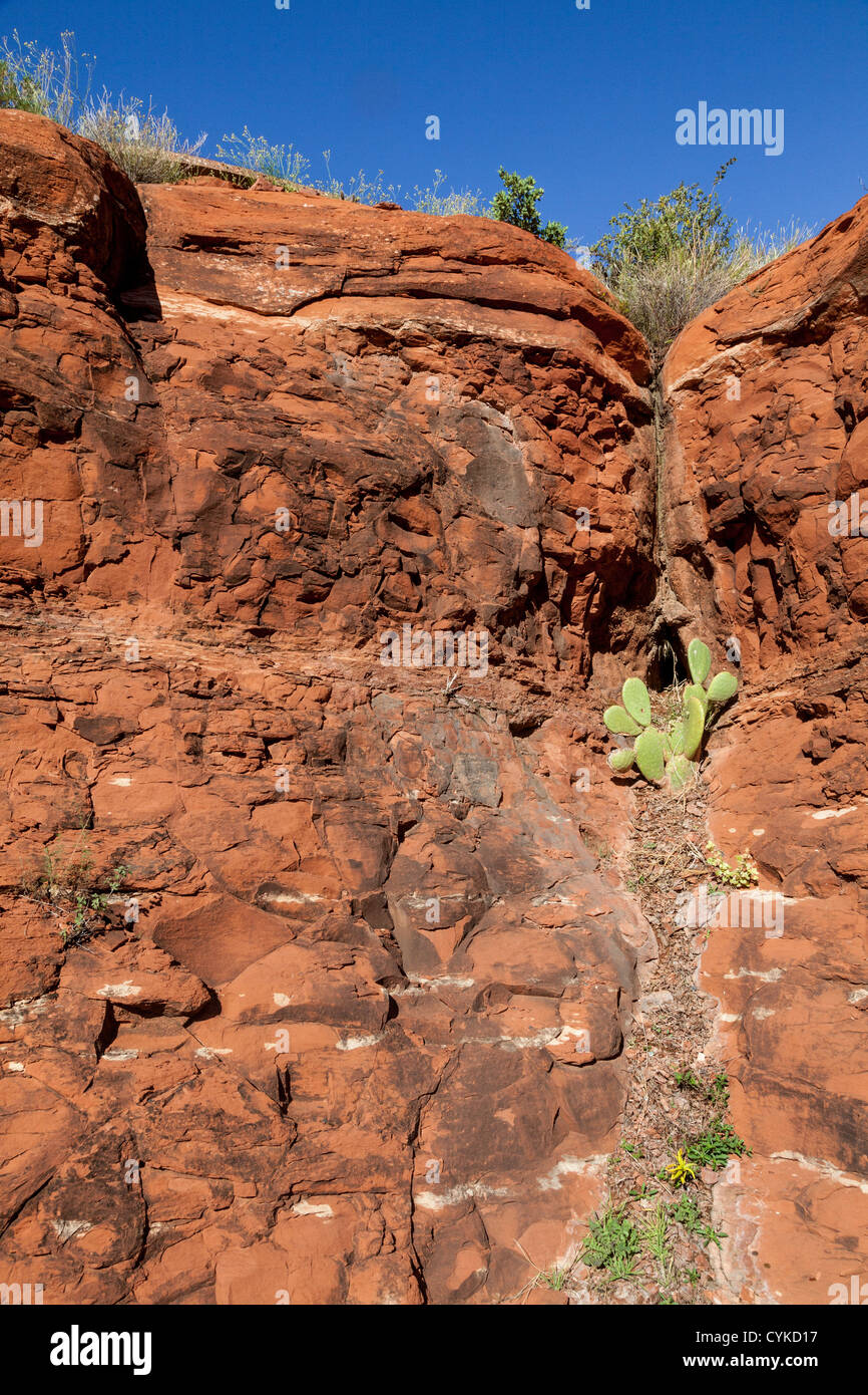 Cactus on red rock hillside at Chapel of the Holy Cross in Sedona ...