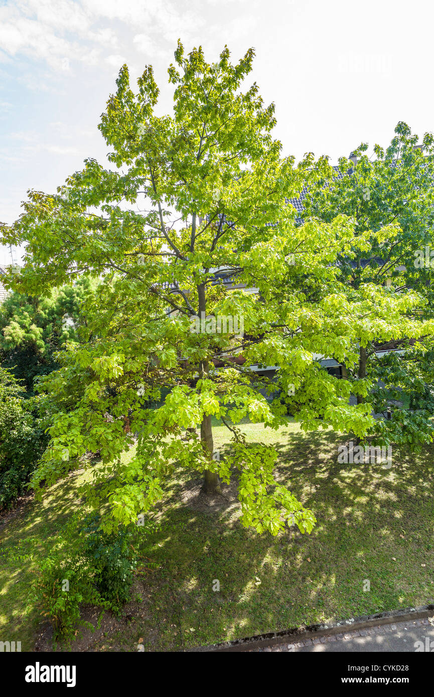 Northern red oak tree with summer foliage Stock Photo - Alamy