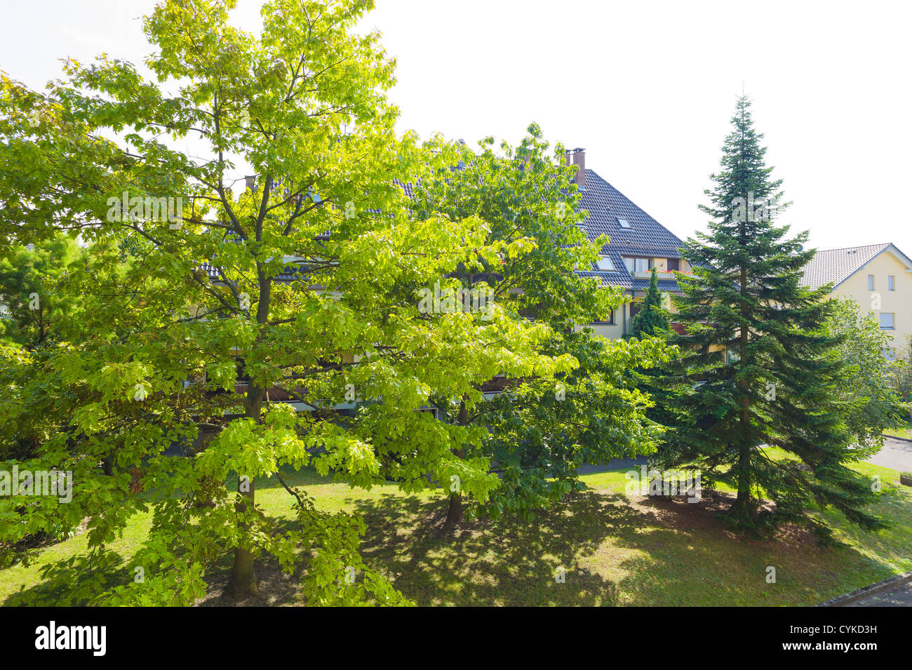Northern red oak tree with summer foliage and fir tree Stock Photo - Alamy