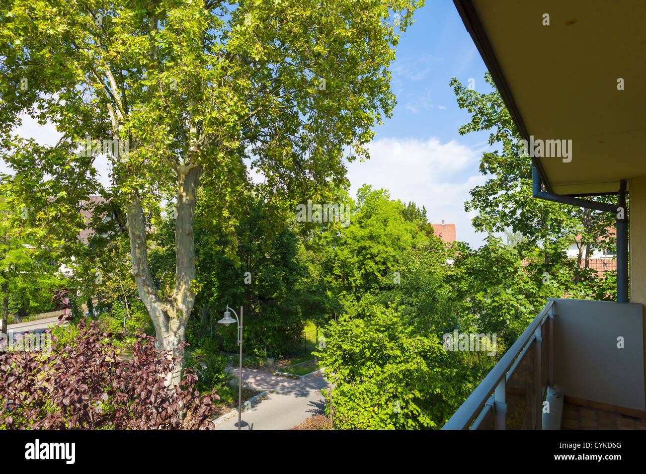 Plane tree with summer foliage and balcony Stock Photo - Alamy