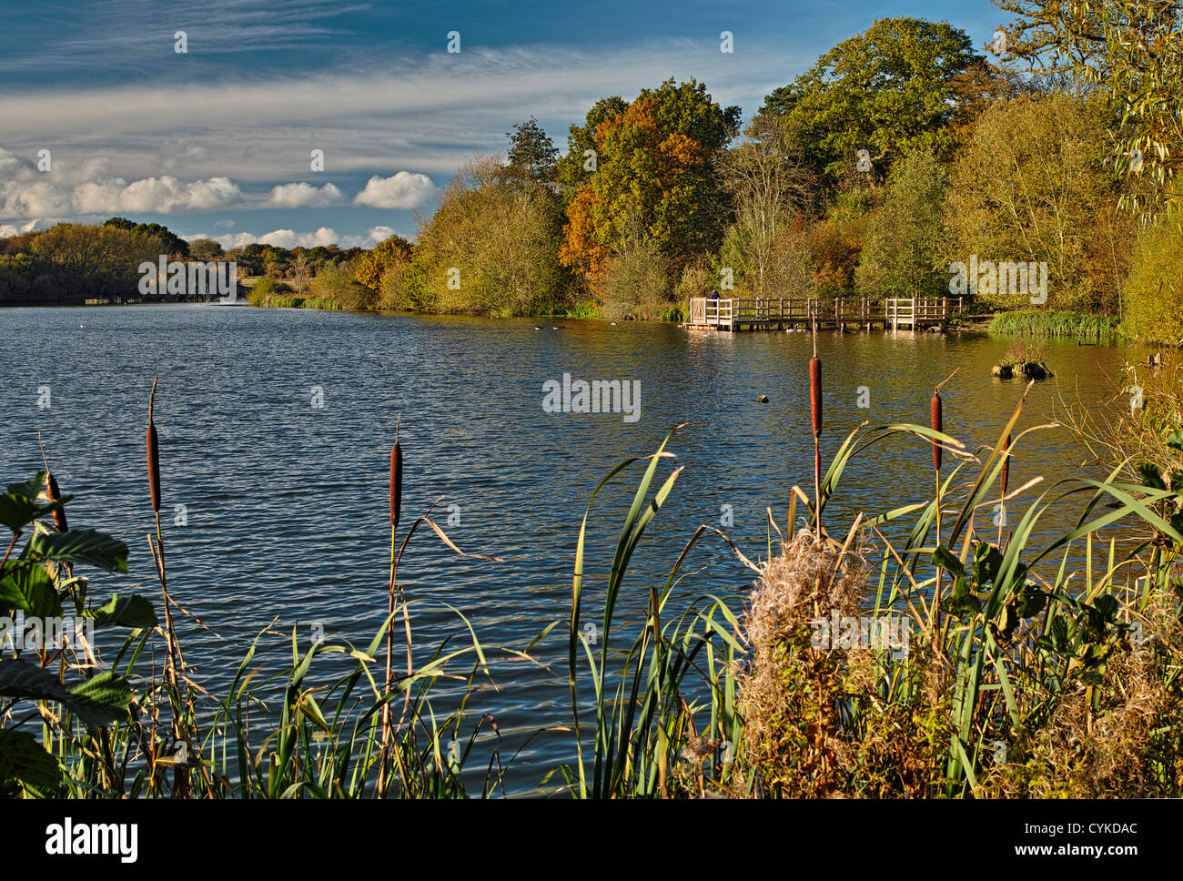 Forest lake in sunny hi-res stock photography and images - Alamy