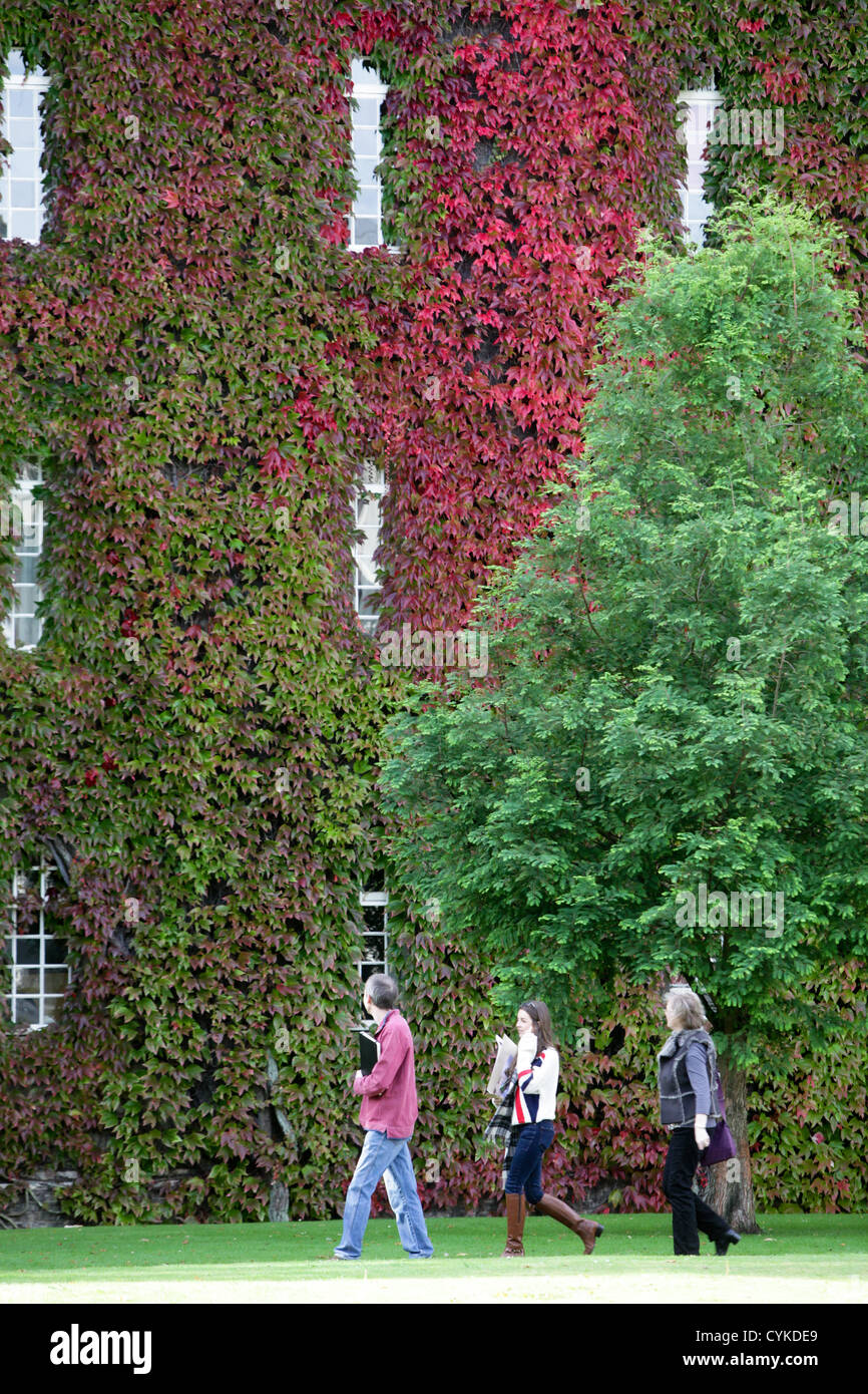 THE VIRGINIA CREEPER AT ST JOHNS COLLEGE CAMBRIDGE WHICH HAS TURNED RED ...