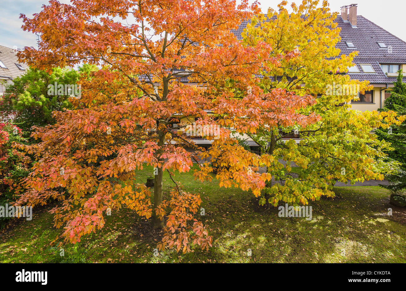 Northern red oak tree with autumn colours, Alsace, France, Europe Stock ...