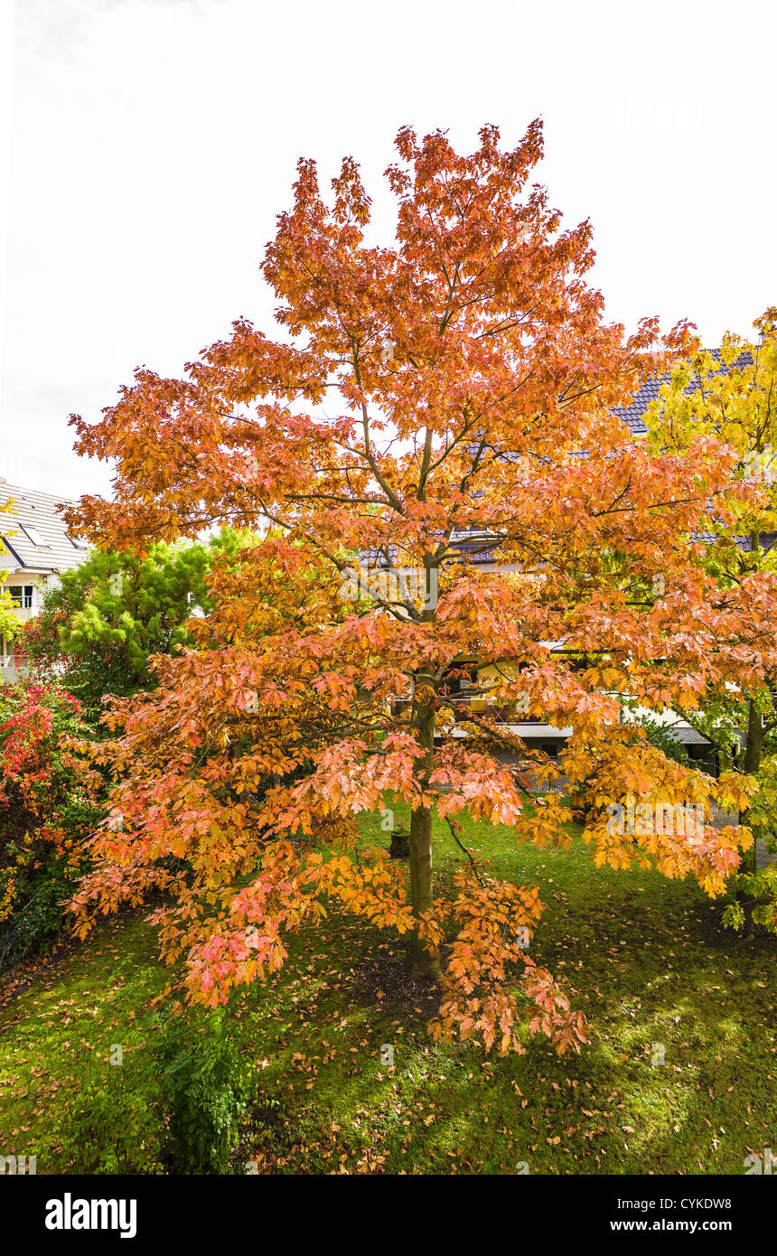 Northern red oak tree with autumn colours, Alsace, France, Europe Stock ...