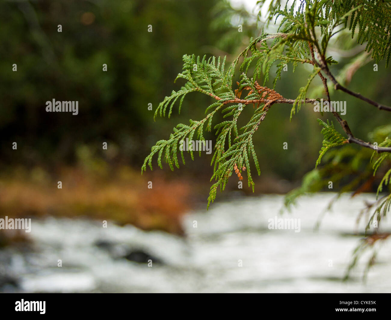 Northern white cedar tree hi-res stock photography and images - Alamy