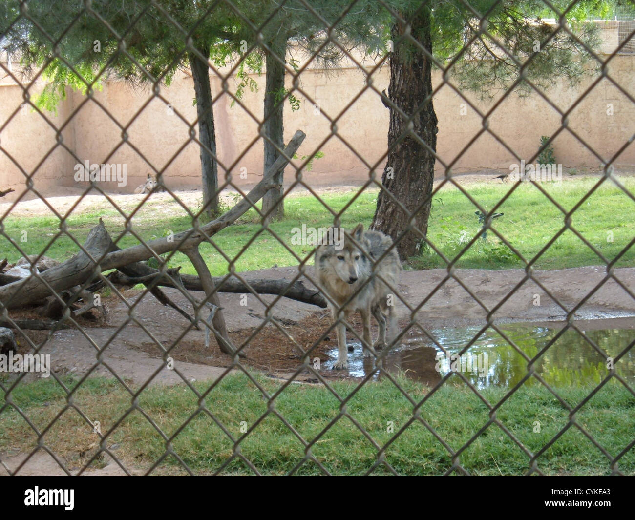 One of two Mexican Gray Wolves at Alameda Park Zoo, Alamogordo, New ...