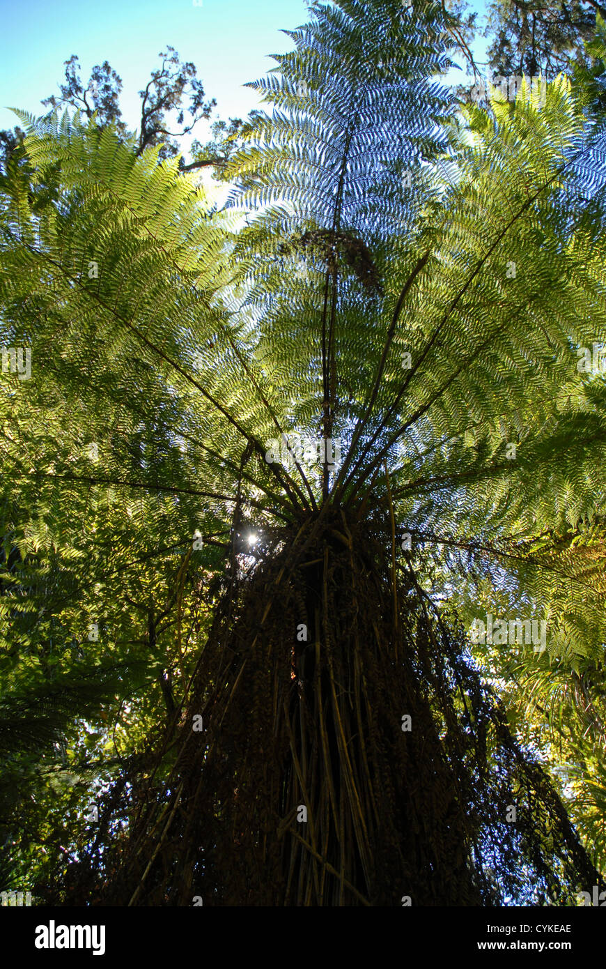 Looking up at tall tree fern, South Island, New Zealand Stock Photo - Alamy