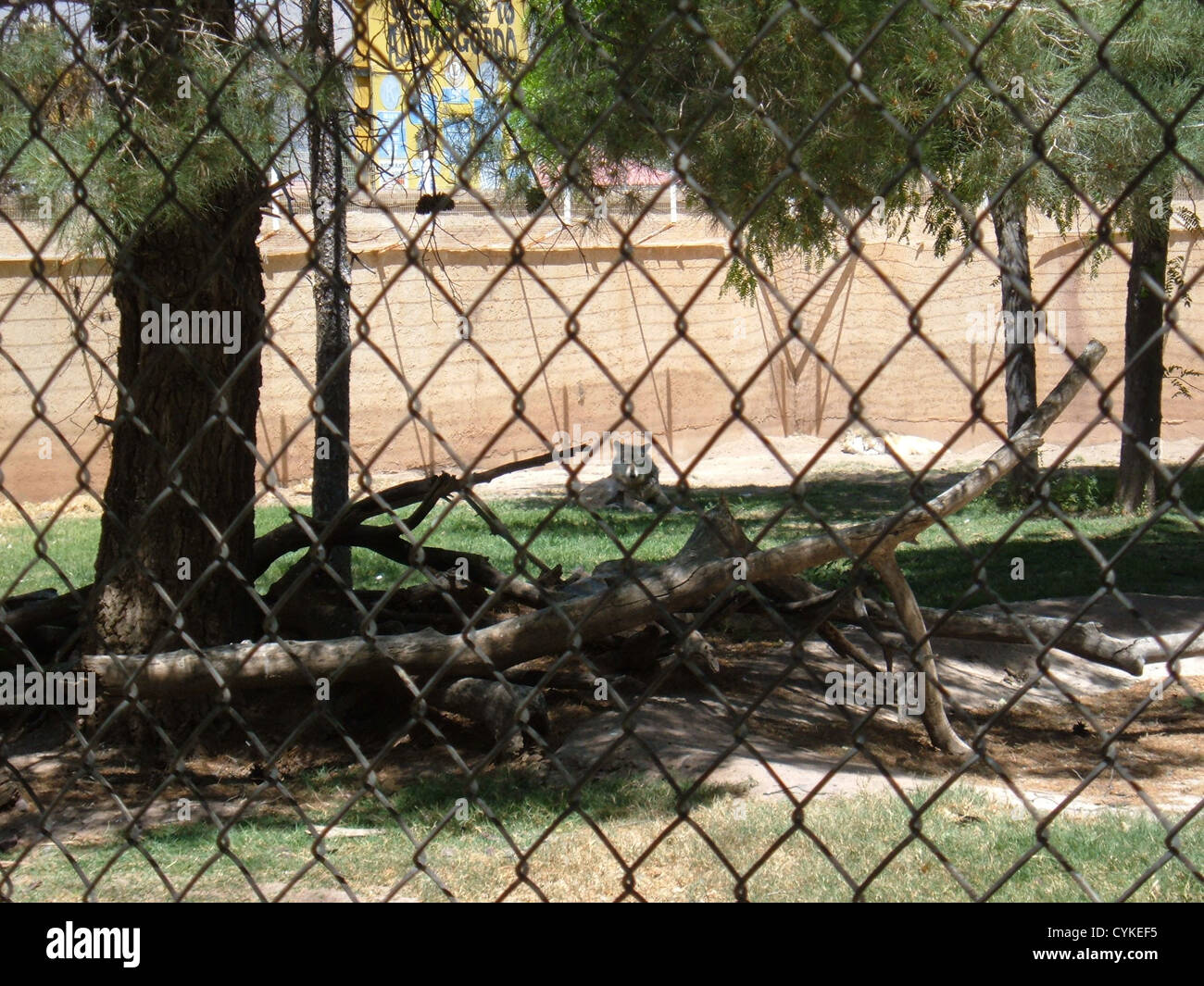 Mexican Gray Wolf at Alameda Park Zoo. The Zoo is at the corner of ...