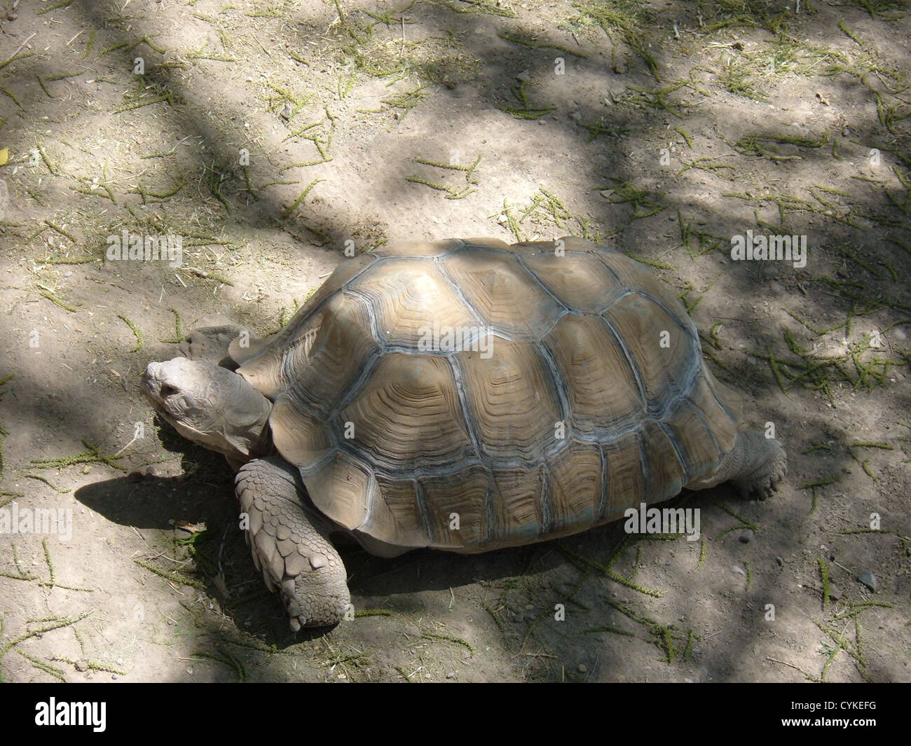 Buford is an African Spurred Tortoise, about 2 feet long. Alameda Park ...