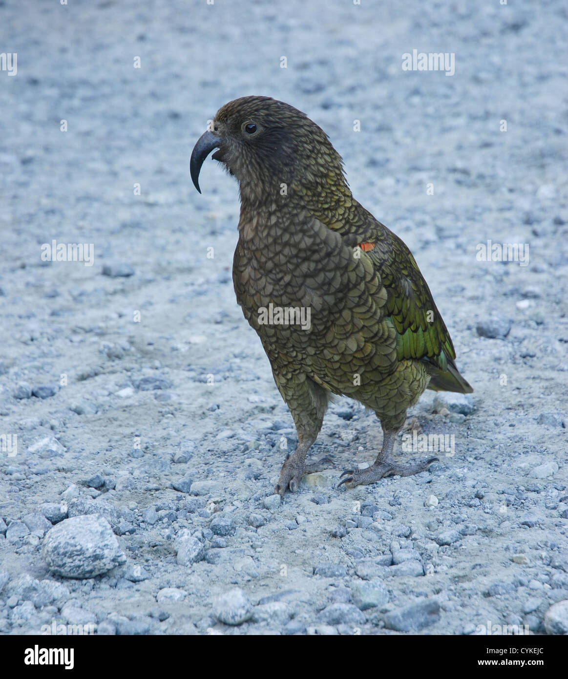 Kea parrot (Nestor notabilis), on South Island, New Zealand Stock Photo ...
