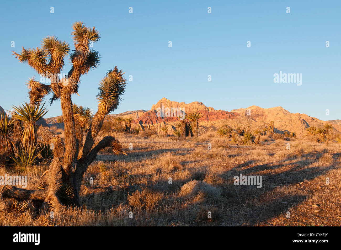 Red Rock Canyon National Conservation Area desert outside Las Vegas ...