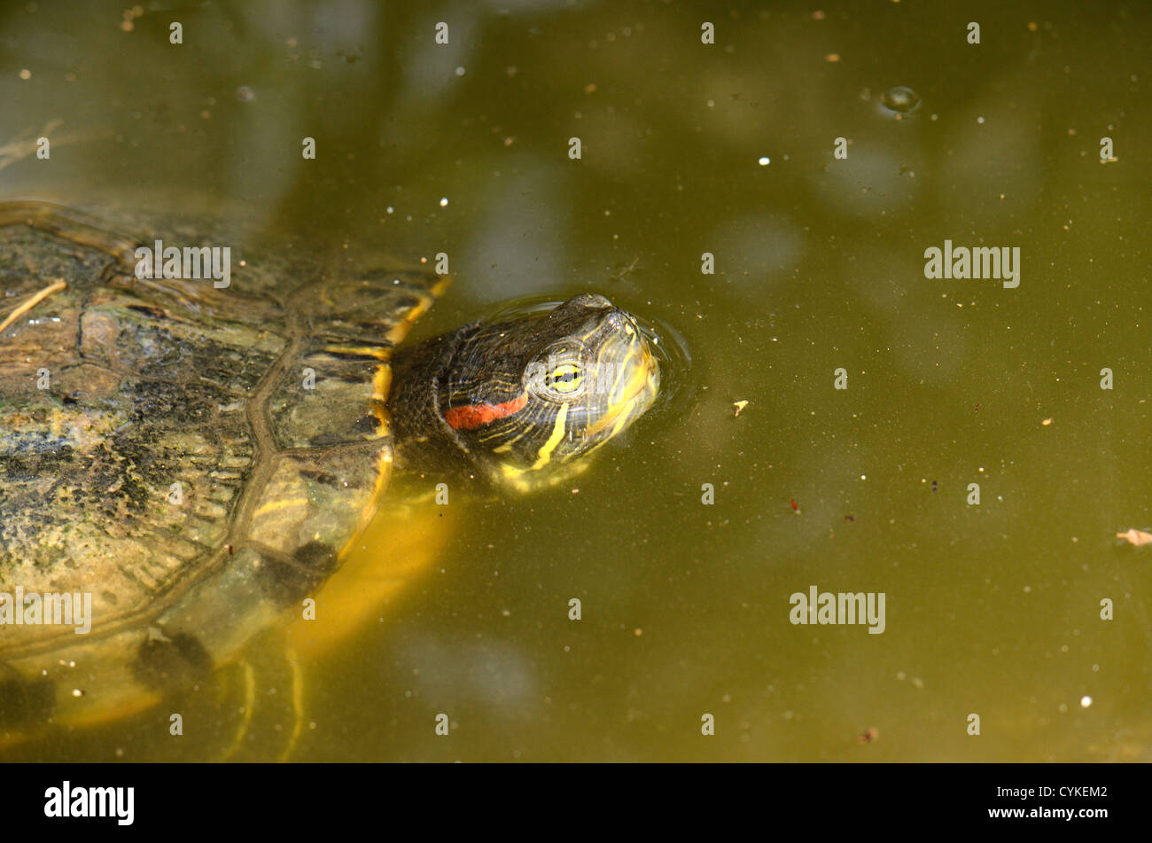 Trachemys scripta scale hi-res stock photography and images - Alamy
