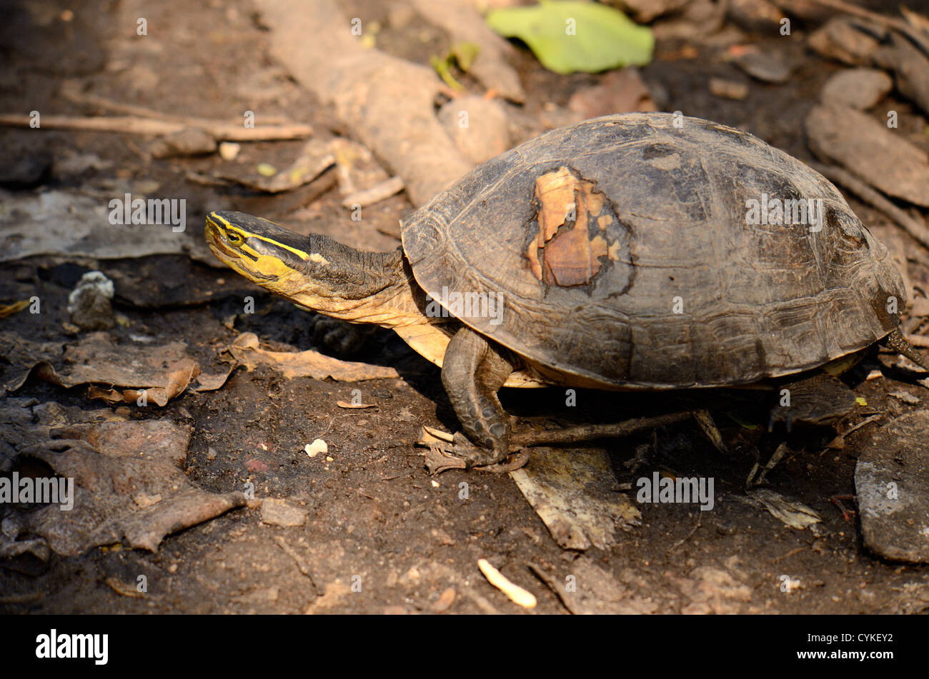 beautiful Asian Box Turtle (Cuora amboinensis kamaroma) in Thai temple ...
