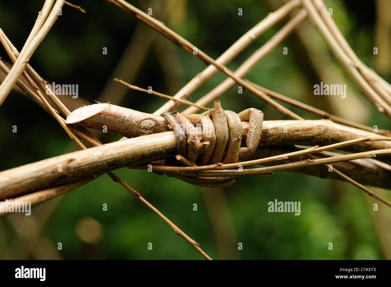 Two bound branches hi-res stock photography and images - Alamy