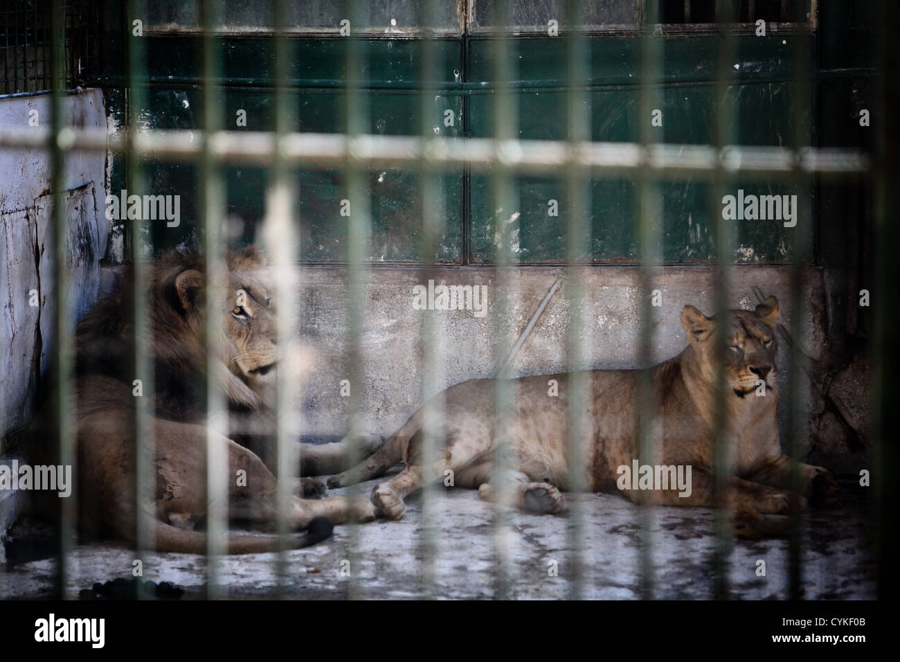 Lion Enclosure Zoo Stock Photos & Lion Enclosure Zoo Stock Images - Alamy