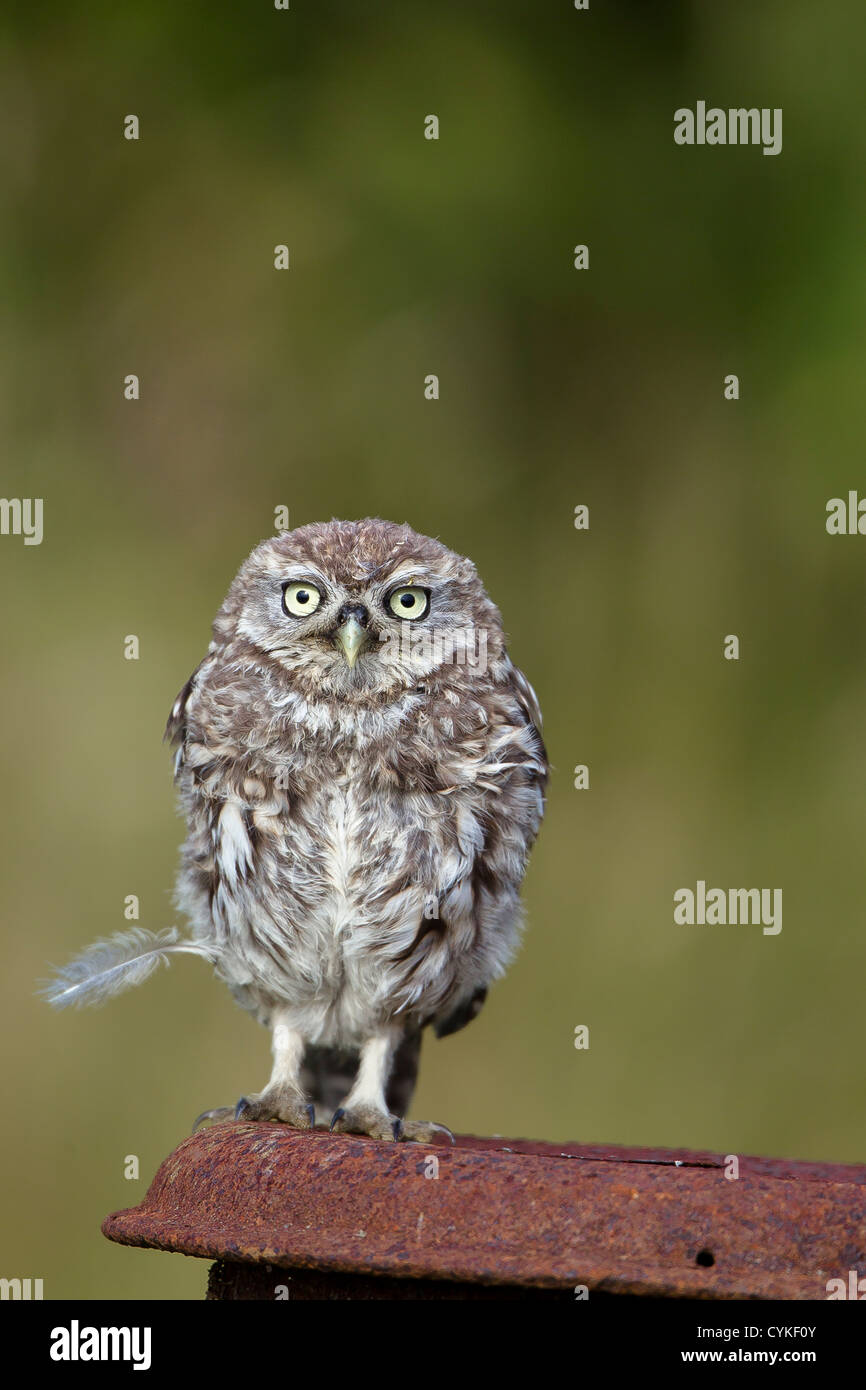 Little owl hi-res stock photography and images - Alamy