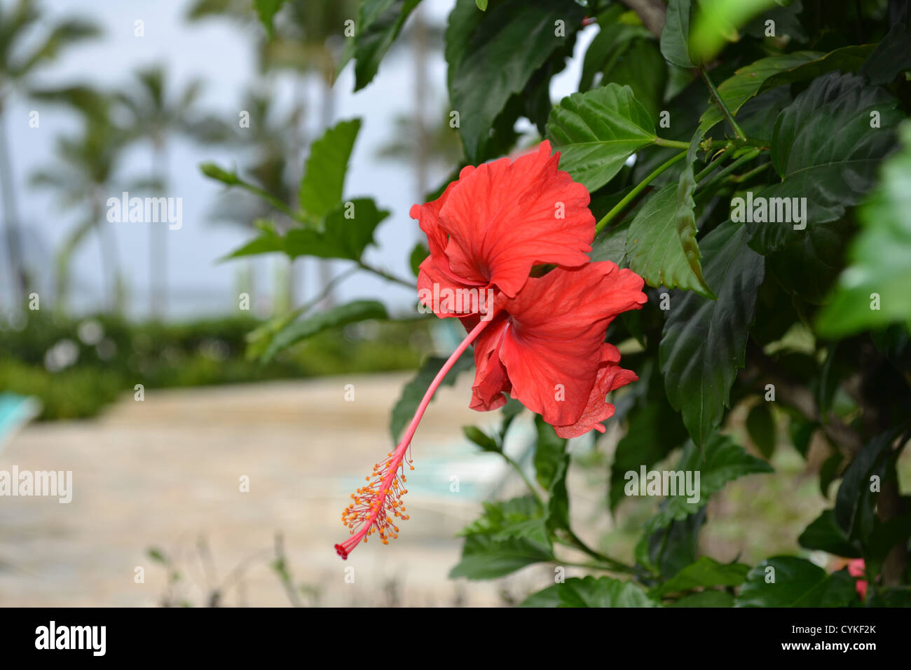 Polynesian flower hi-res stock photography and images - Alamy