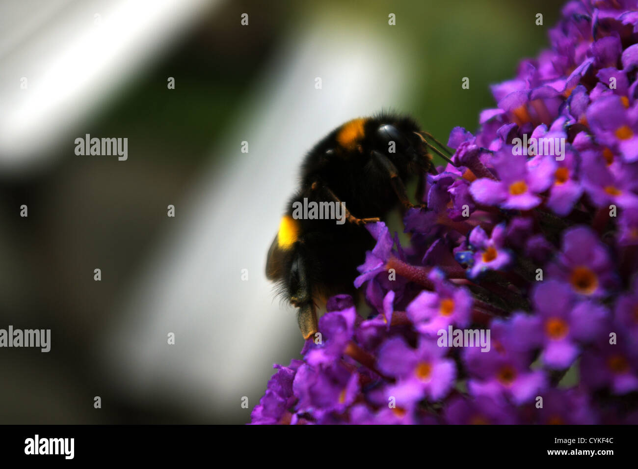 Bumble Bee on Purple Buddleia Stock Photo - Alamy