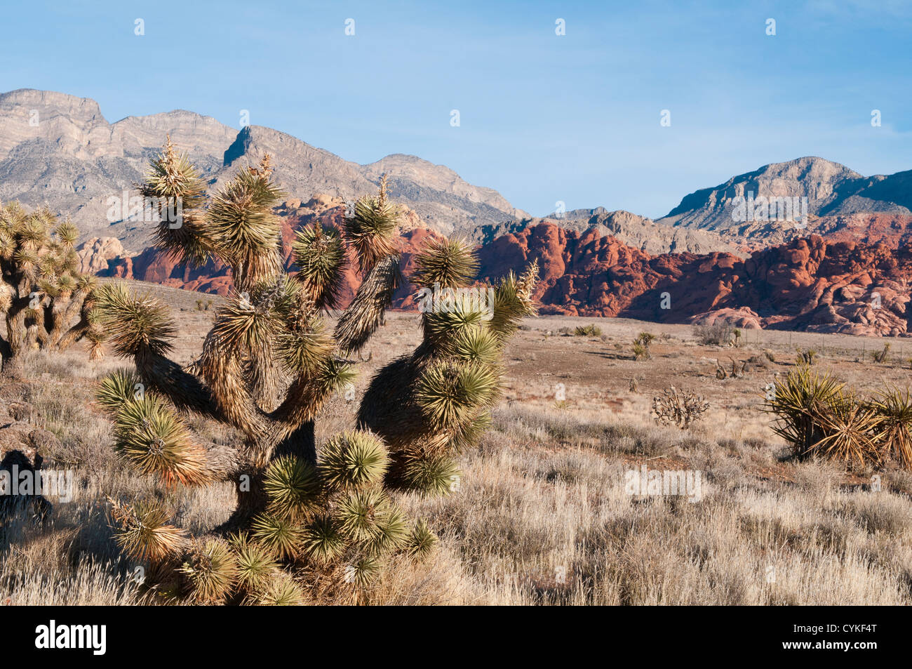 Red Rock Canyon National Conservation Area desert outside Las Vegas ...