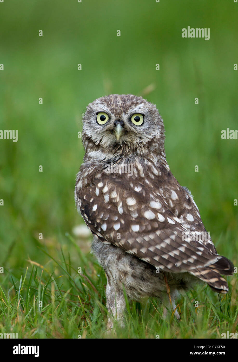Churn owl hi-res stock photography and images - Alamy