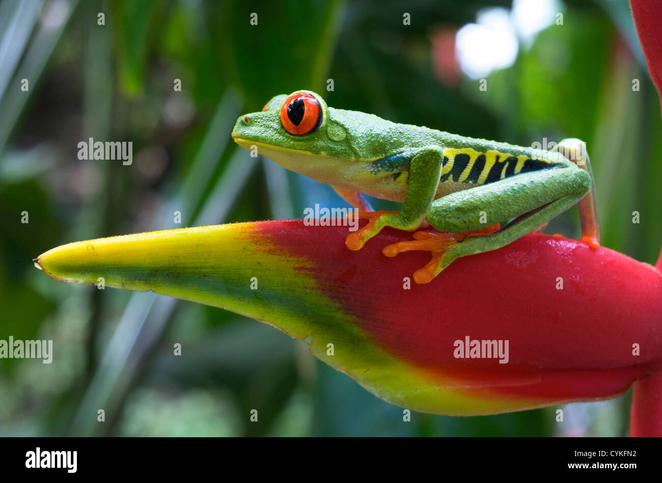Red-eyed Treefrog (Agalychnis callidryas) is an arboreal hylid native ...