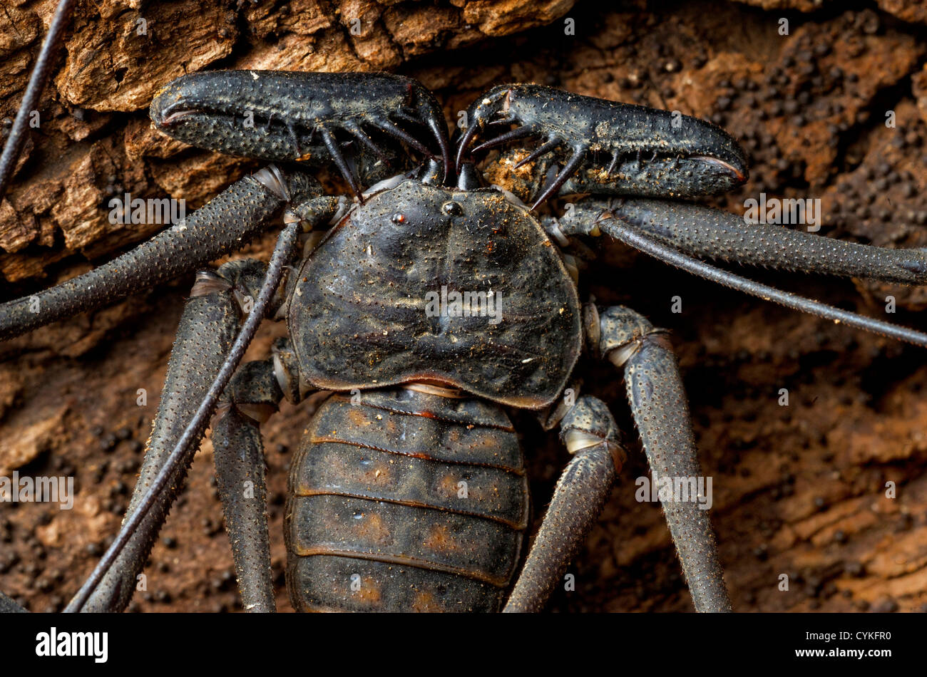 Whip Spider Or Tailess Whip Scorpion, Costa Rica, Central America Stock ...