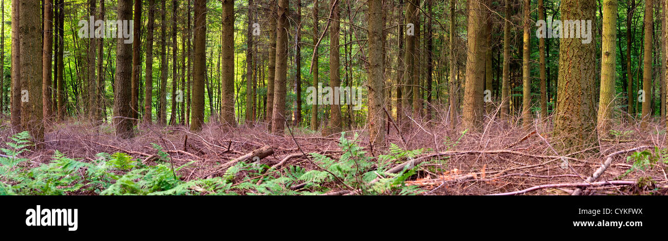 Douglas spruce hi-res stock photography and images - Alamy