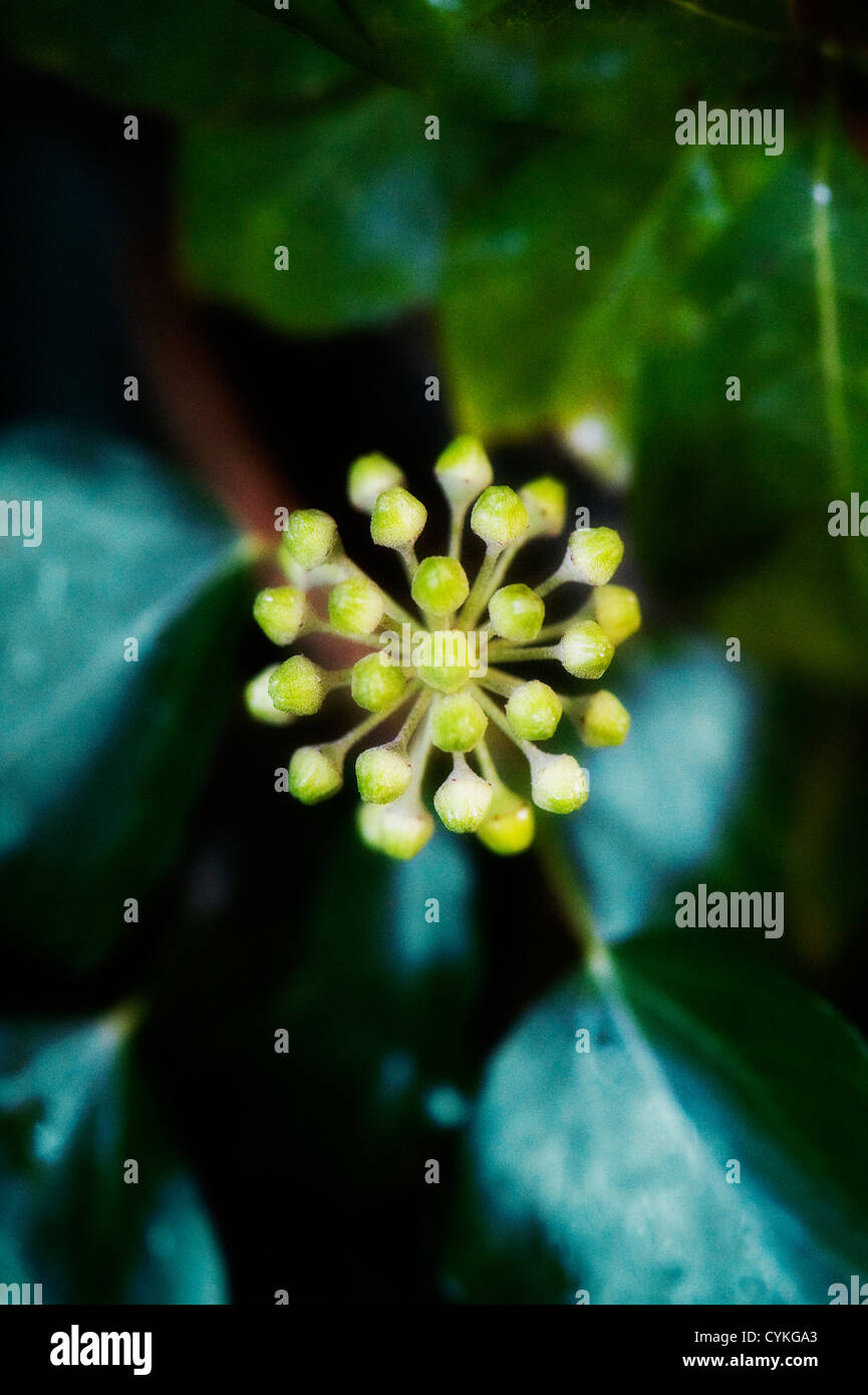 The ivy collection hi-res stock photography and images - Alamy