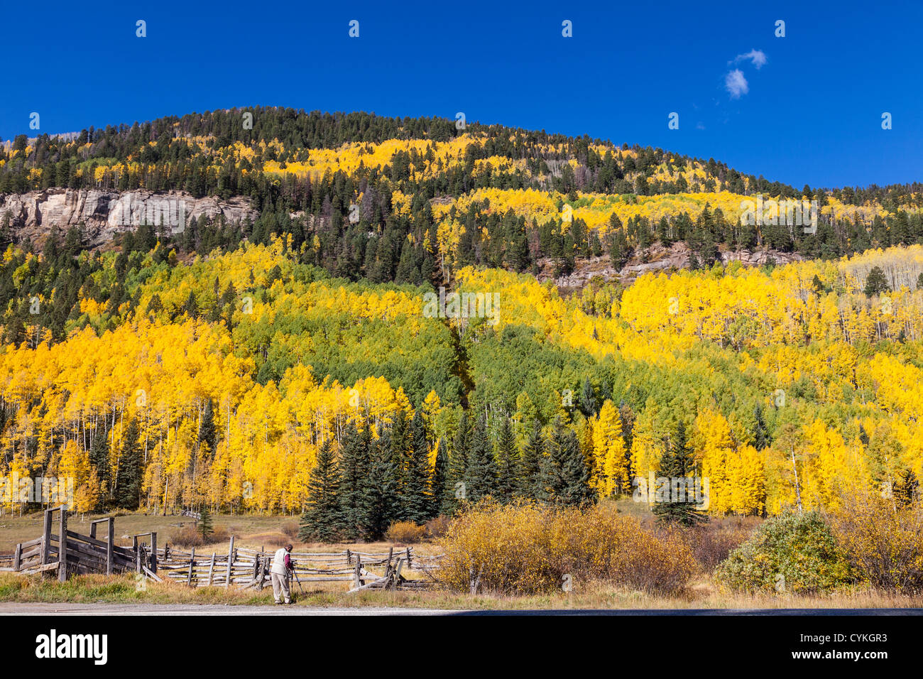 Photographer capturing autumn color in Aspen trees along US 550 between ...