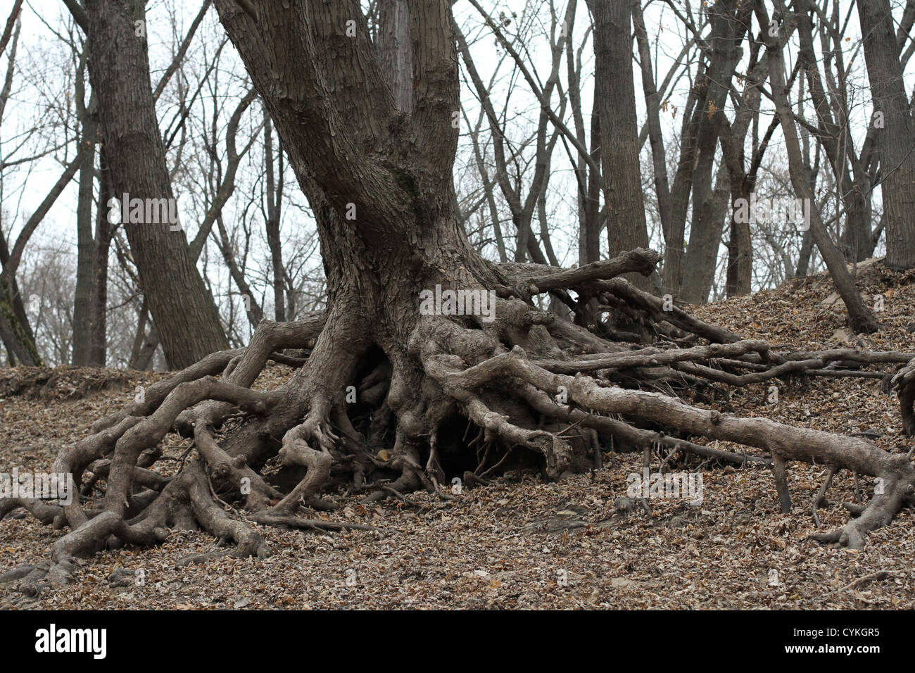 Gnarled tree roots in a forest of trees in Minnesota Stock Photo - Alamy