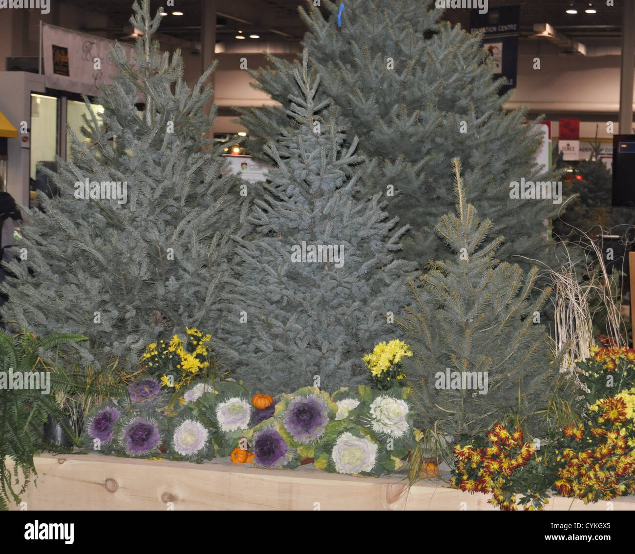 Evergreen display hi-res stock photography and images - Alamy