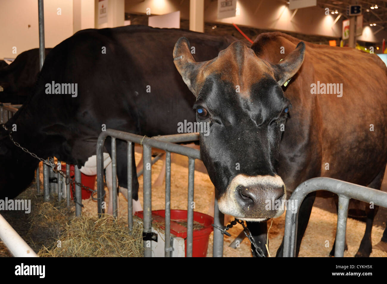 cows at fair Stock Photo - Alamy