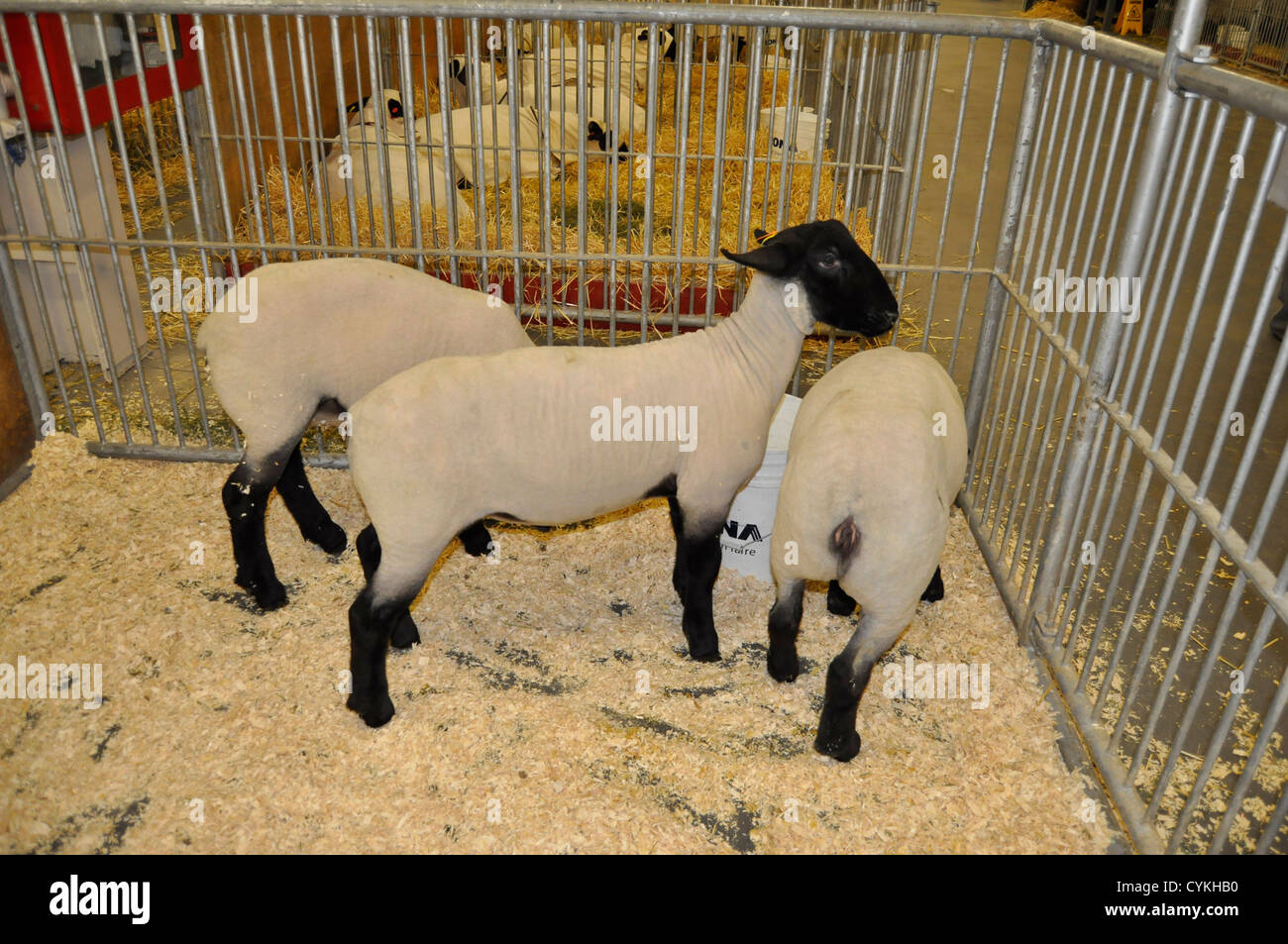 Black lambs hi-res stock photography and images - Alamy