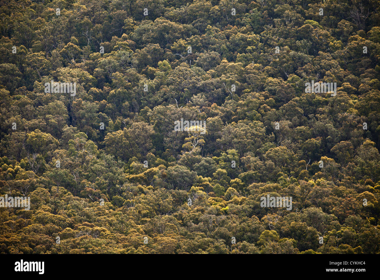 Australian trees hi-res stock photography and images - Alamy