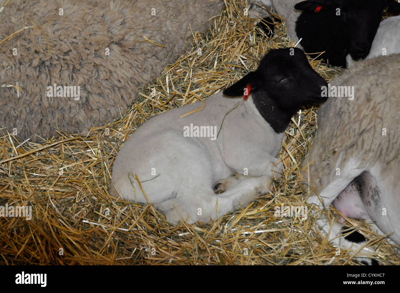 White baby sheep hi-res stock photography and images - Alamy