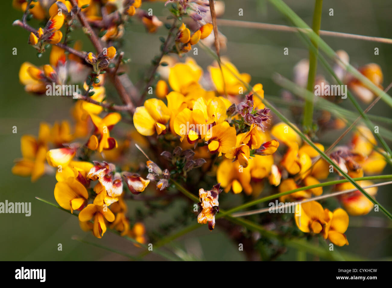 Australian native wild flowers hi-res stock photography and images - Alamy