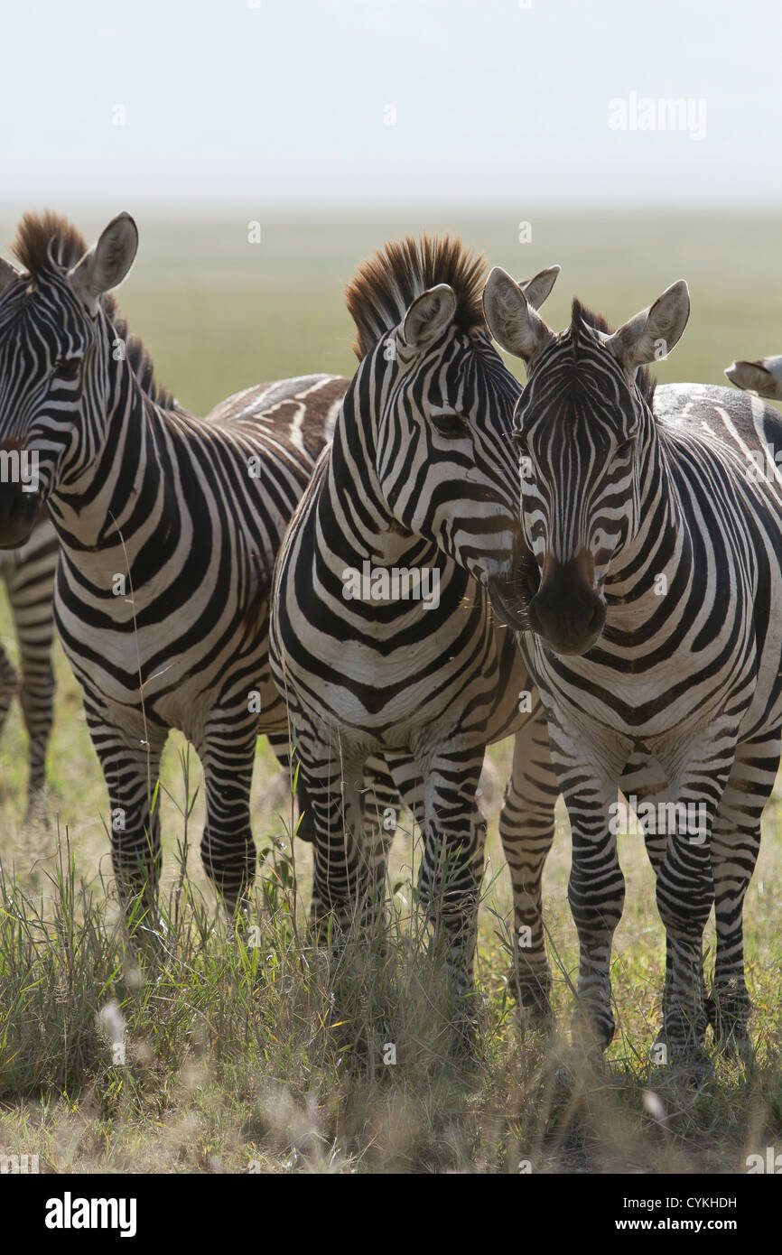 Zebra three hi-res stock photography and images - Alamy