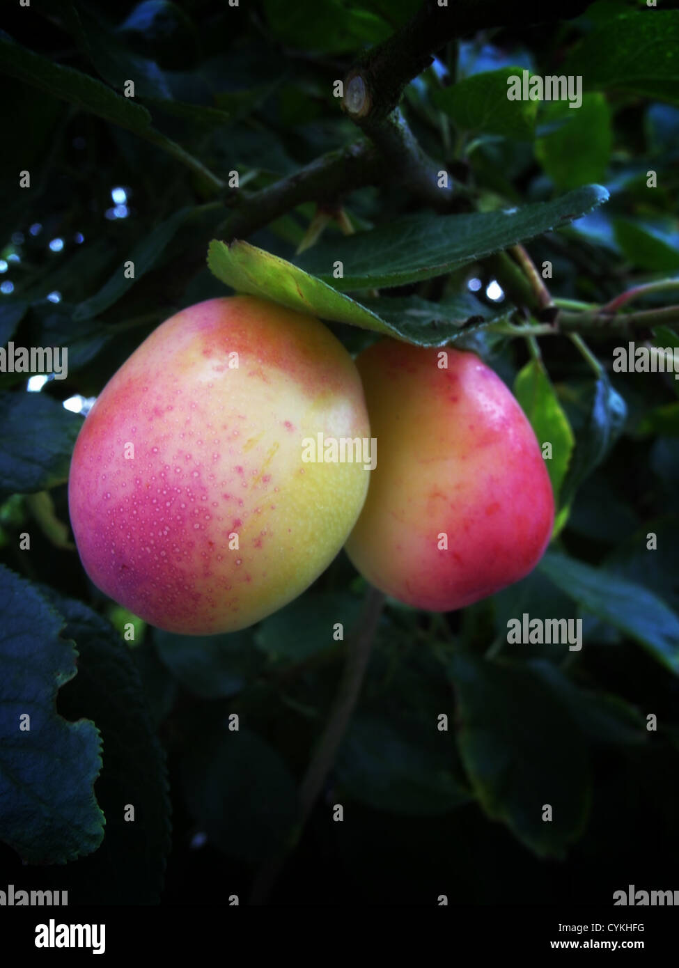 Two Victoria Plums growing in a tree in the photographer's garden Stock ...