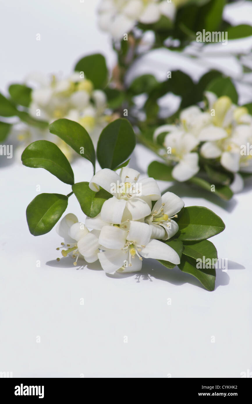 Murraya paniculata on white background Stock Photo - Alamy