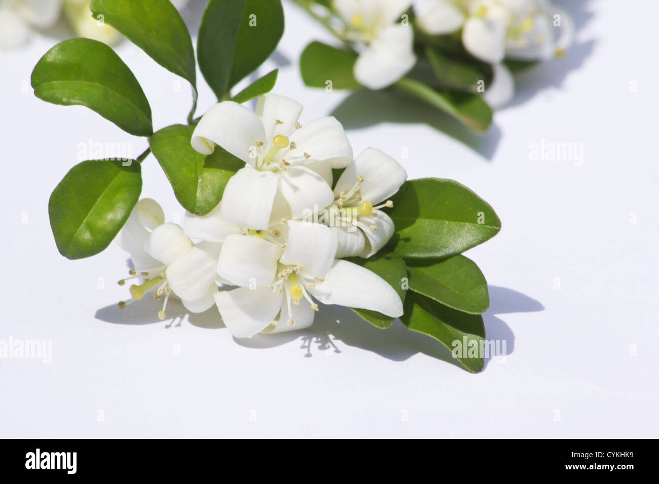 Murraya paniculata on white background Stock Photo - Alamy