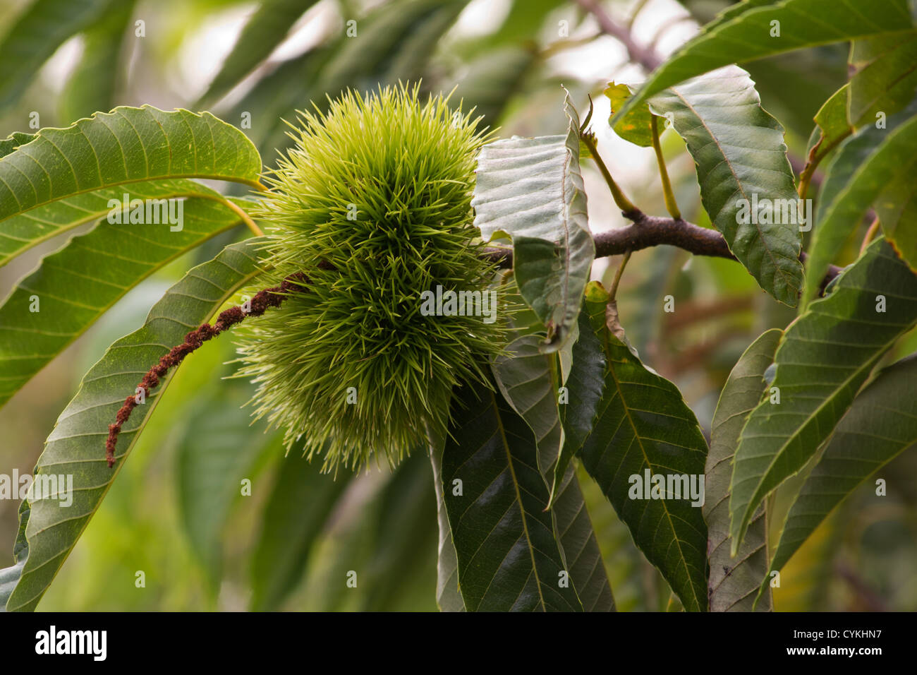 Castanea sativa (Sweet chestnut) tree with fruit Stock Photo - Alamy