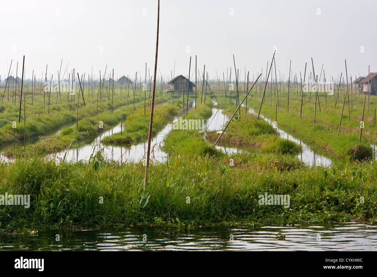Myanmar, Burma. Floating Islands for Cultivating Vegetables, Inle Lake ...