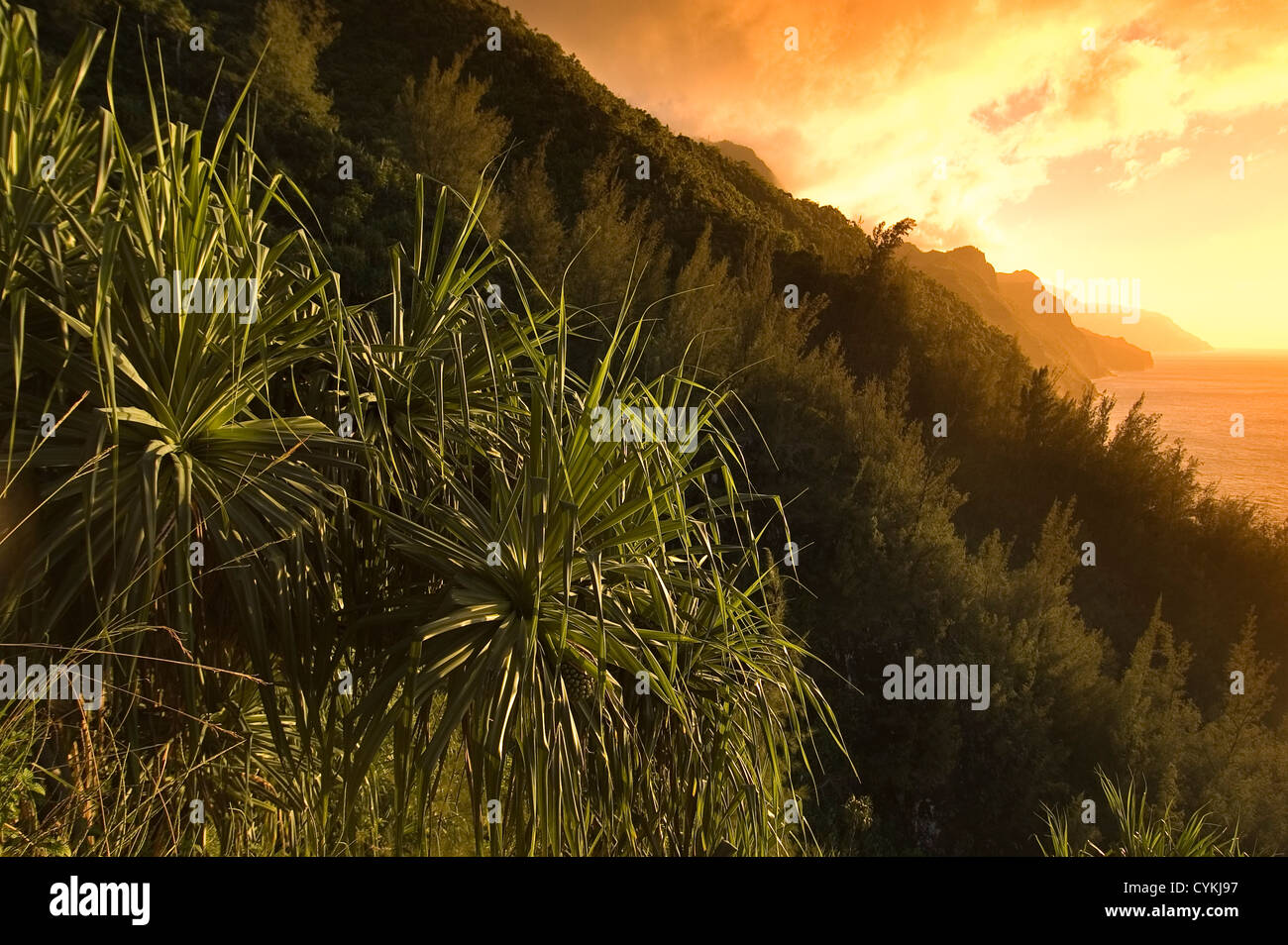 Pandanus trees hi-res stock photography and images - Alamy