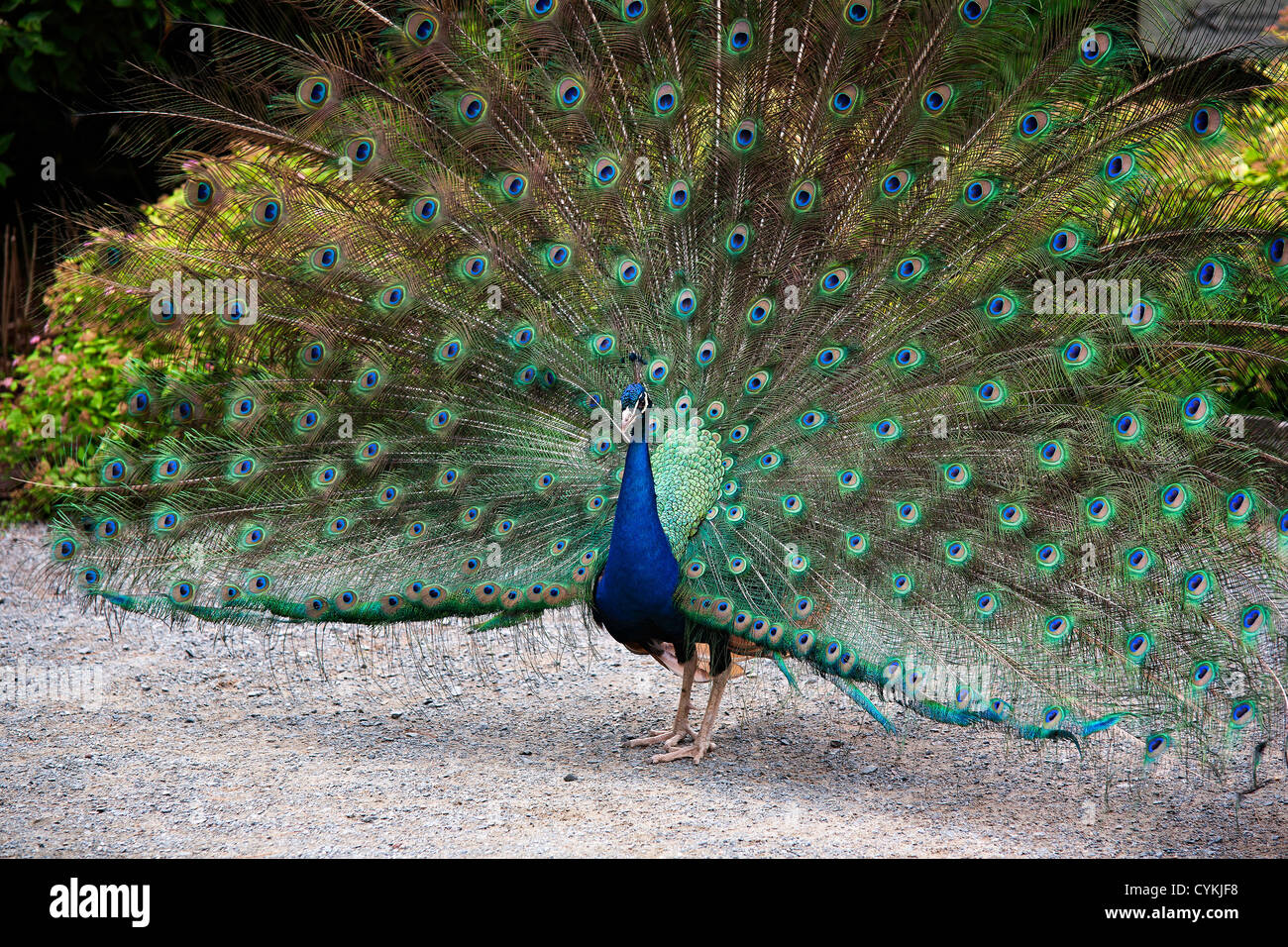 Birds and bloom hi-res stock photography and images - Alamy