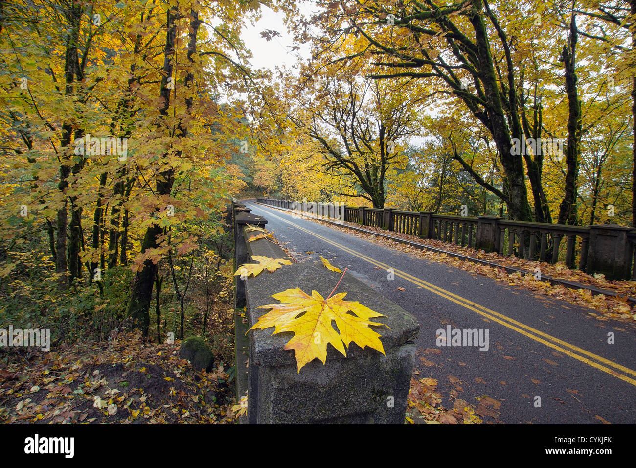 Autumn Along Historic Columbia Highway Bridge Lined with Giant Maple ...