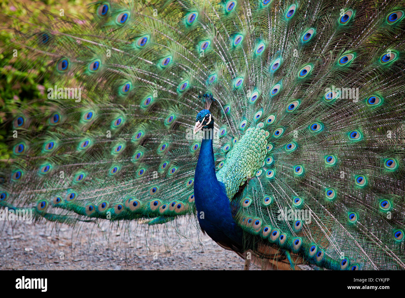 peacock in full bloom Stock Photo - Alamy