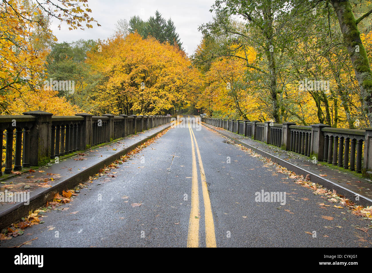 Autumn Trees Along Historic Columbia Highway Bridge Lined with Giant ...